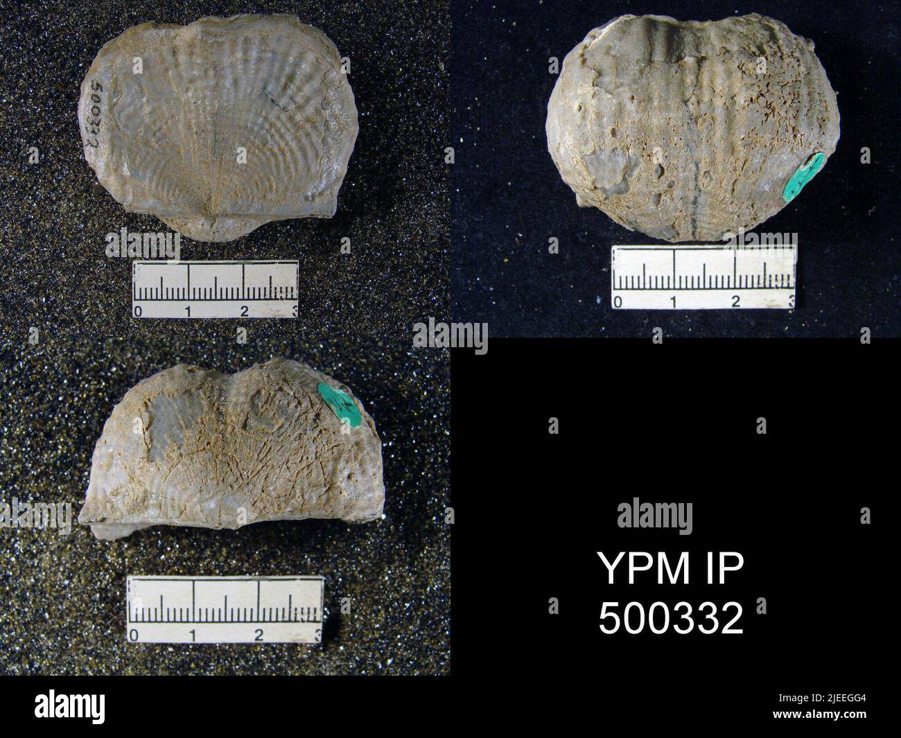 Productus (Dictyoclostus) indicus Stock Photo - Alamy