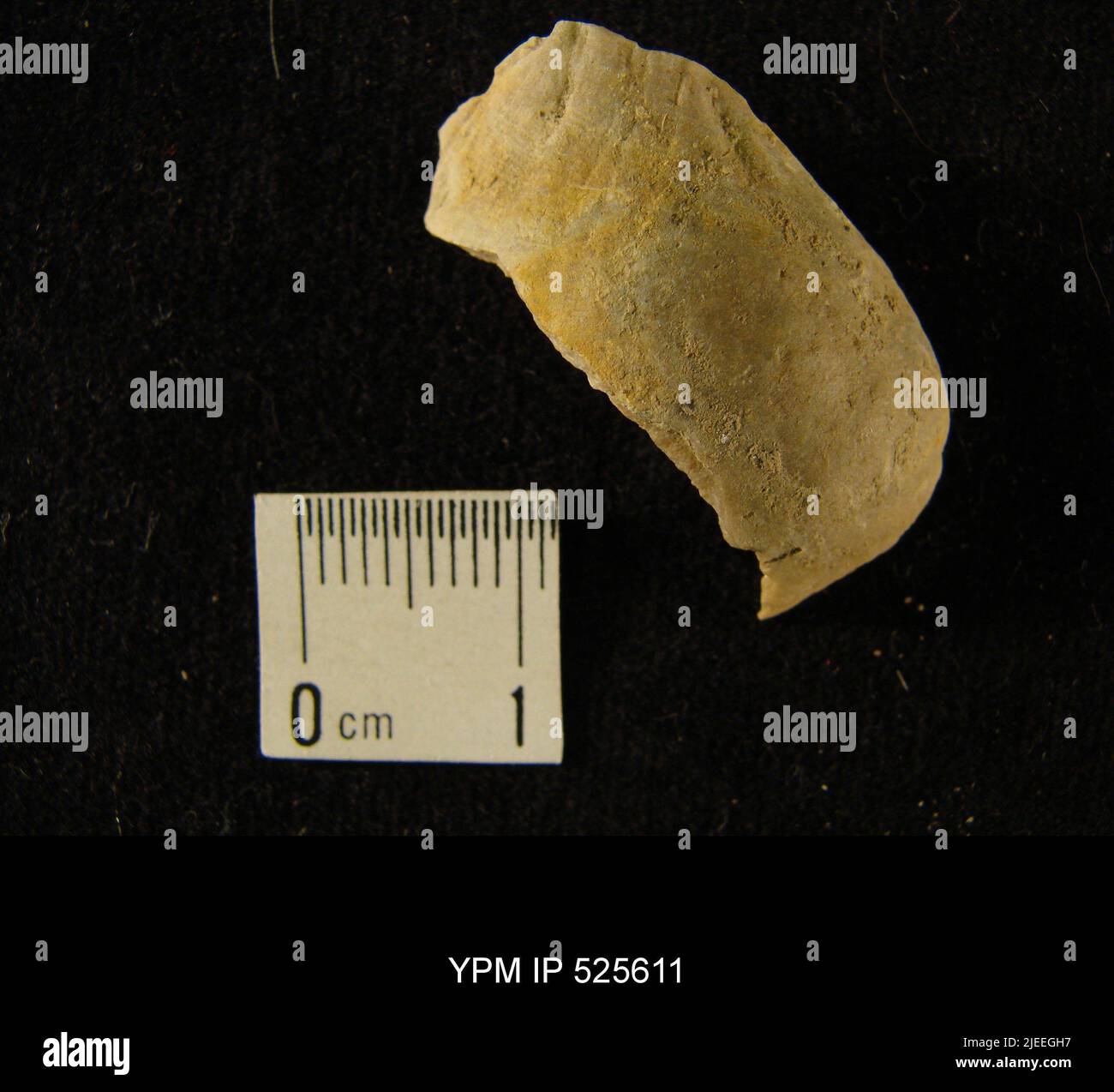 Strophomenida hi-res stock photography and images - Alamy