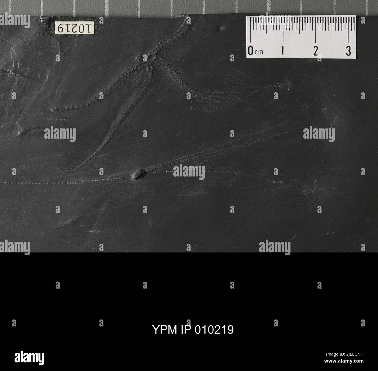 Furcaster palaeozoicus Sturtz Stock Photo - Alamy