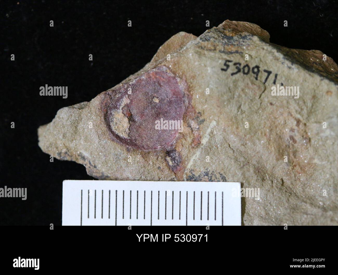 Undet xiphosurida hi-res stock photography and images - Alamy