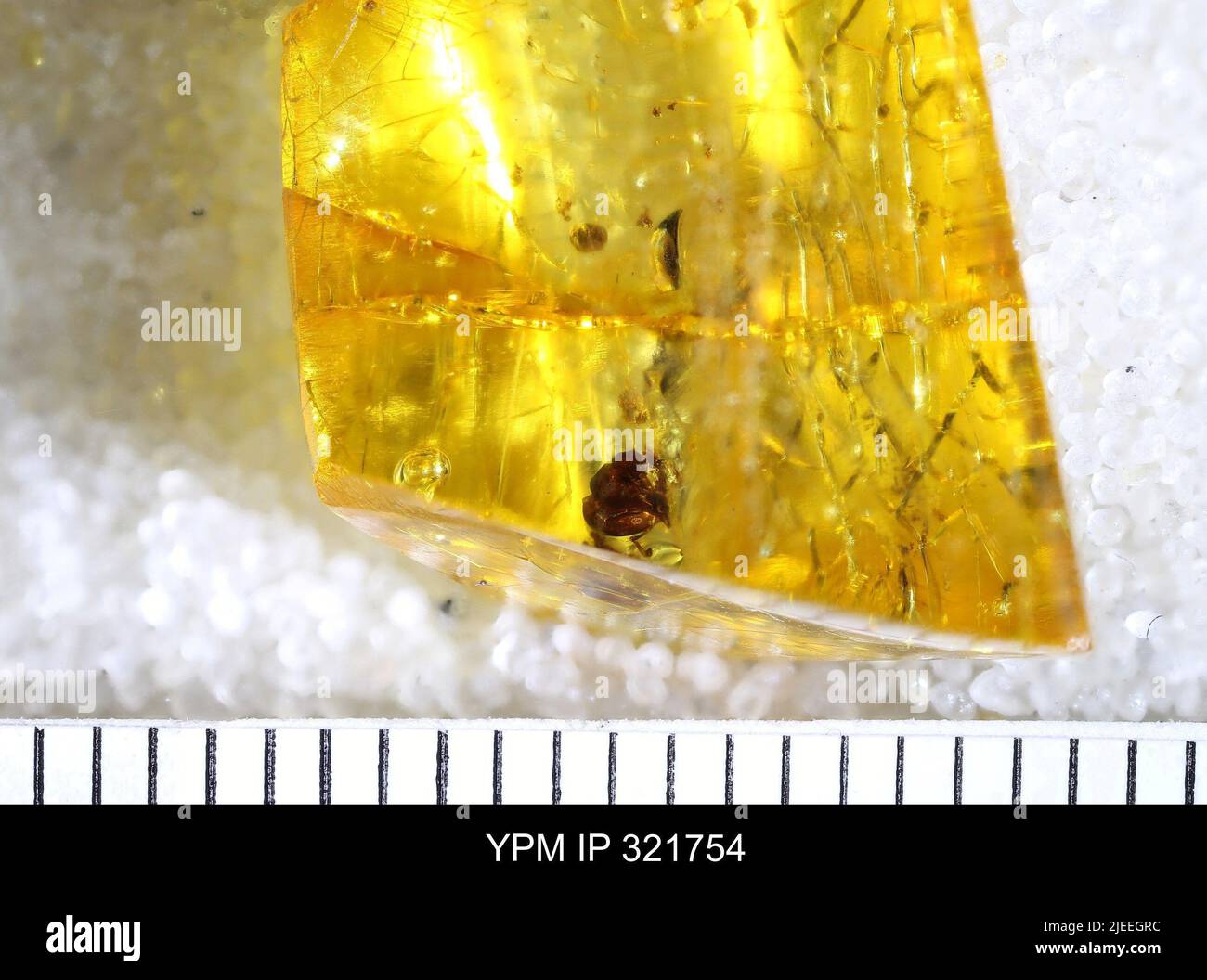 Undet formicidae animalia hi-res stock photography and images - Alamy