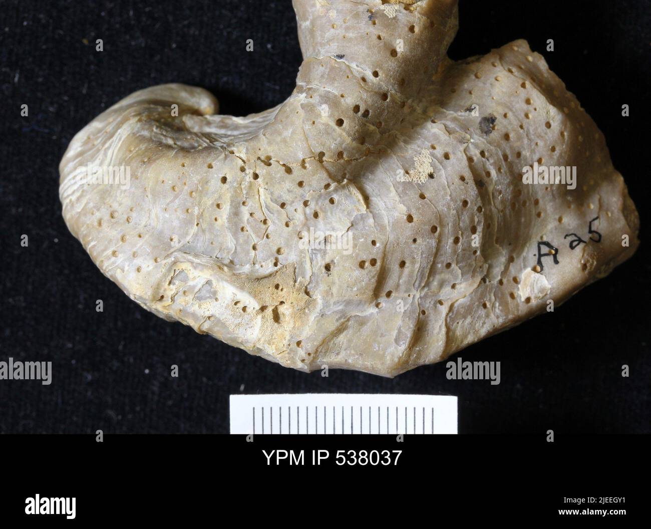 Clionidae hi-res stock photography and images - Alamy