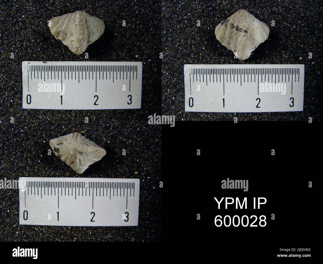 1826 animalia hi-res stock photography and images - Alamy