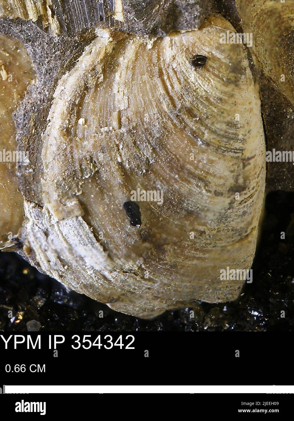 Undet bivalvia animalia hi-res stock photography and images - Alamy