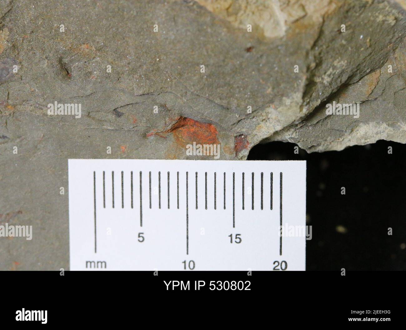 Cornuta ech hi-res stock photography and images - Alamy