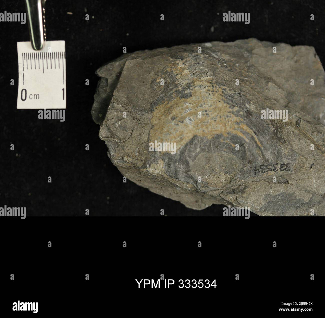 1819 animalia hi-res stock photography and images - Alamy