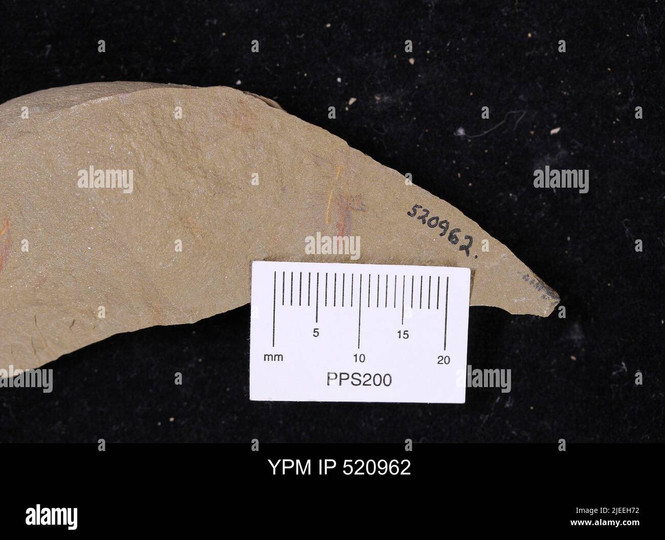 Pirania sp animalia hi-res stock photography and images - Alamy