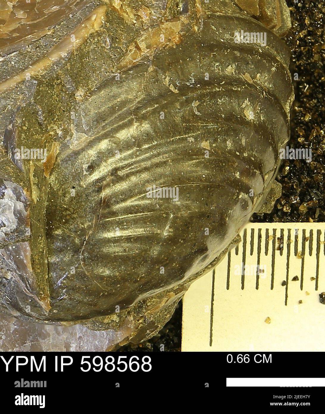 Inoceramus sp animalia hi-res stock photography and images - Alamy