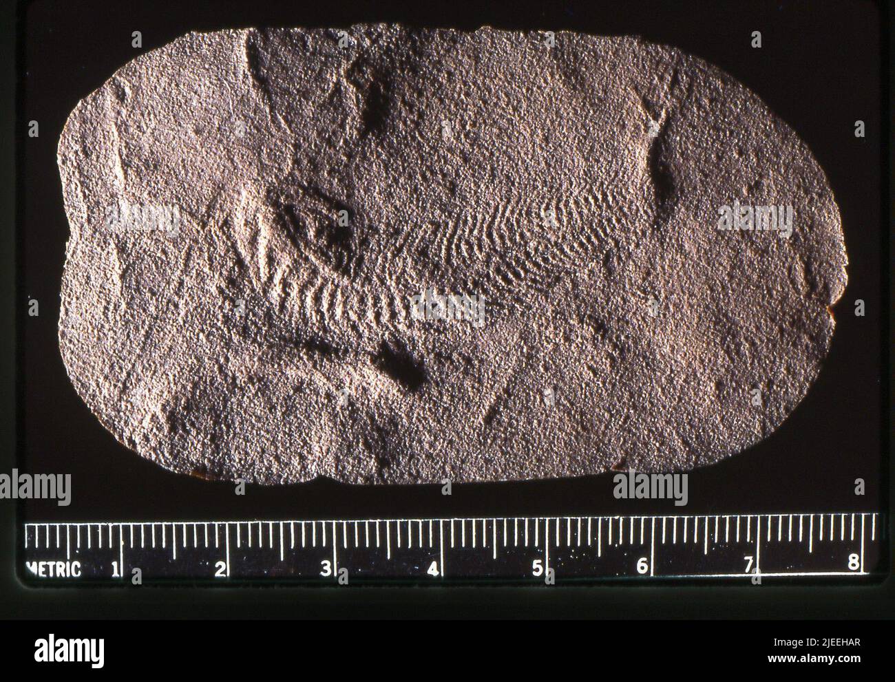 Spriggina floundersi hi-res stock photography and images - Alamy