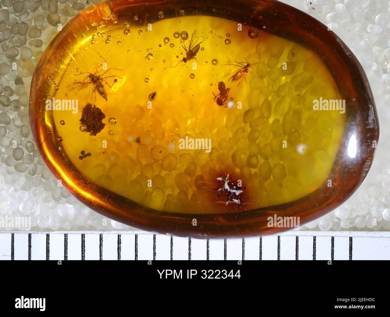 Parasitic interactions hi-res stock photography and images - Alamy