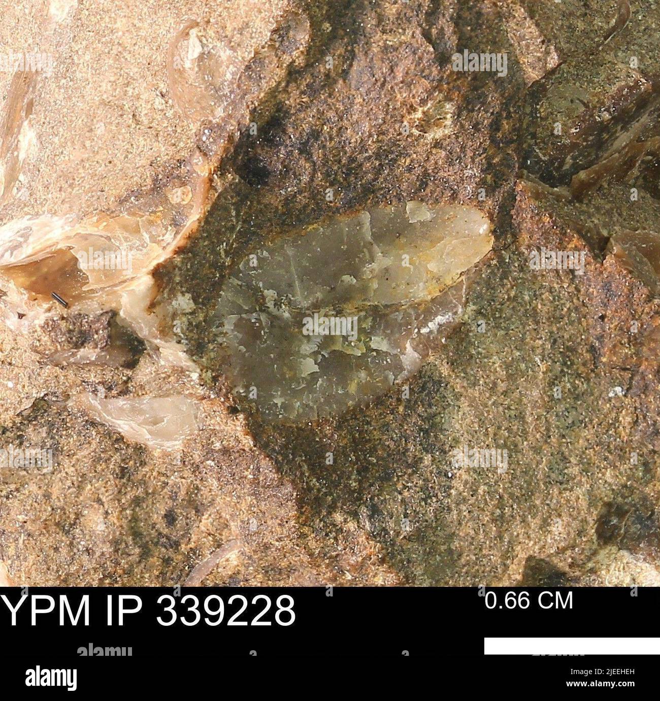 Undet mollusca animalia hi-res stock photography and images - Alamy