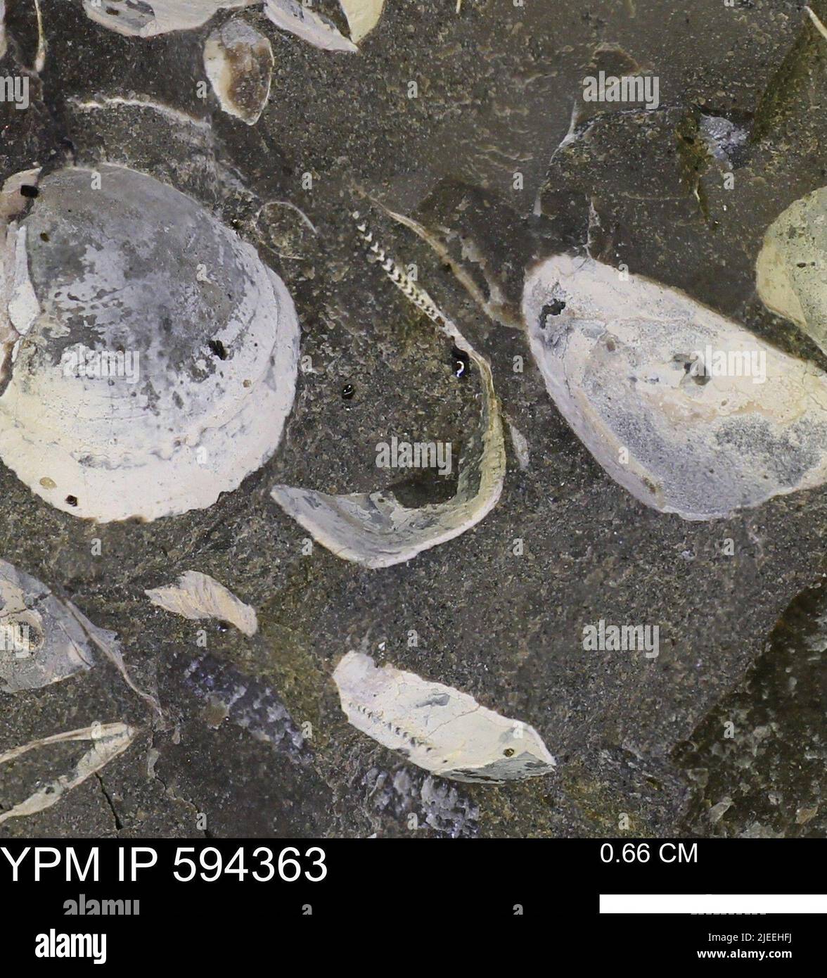 Nuculo hi-res stock photography and images - Alamy