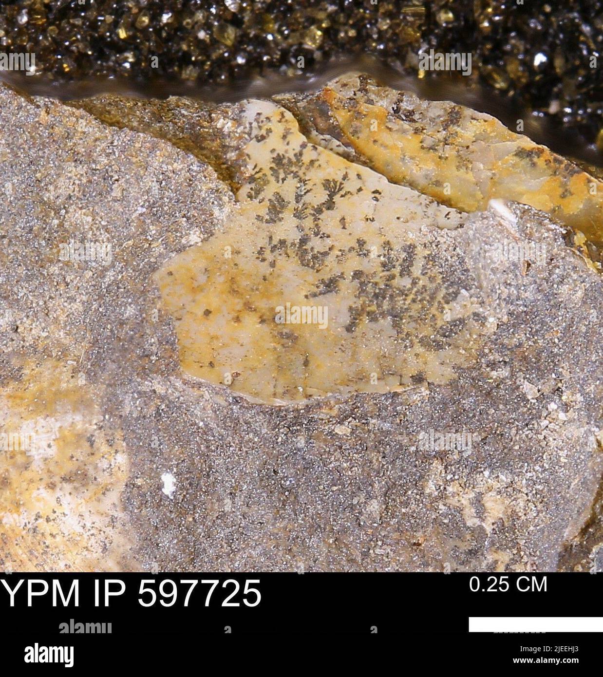 Sphenodiscus sp hi-res stock photography and images - Alamy