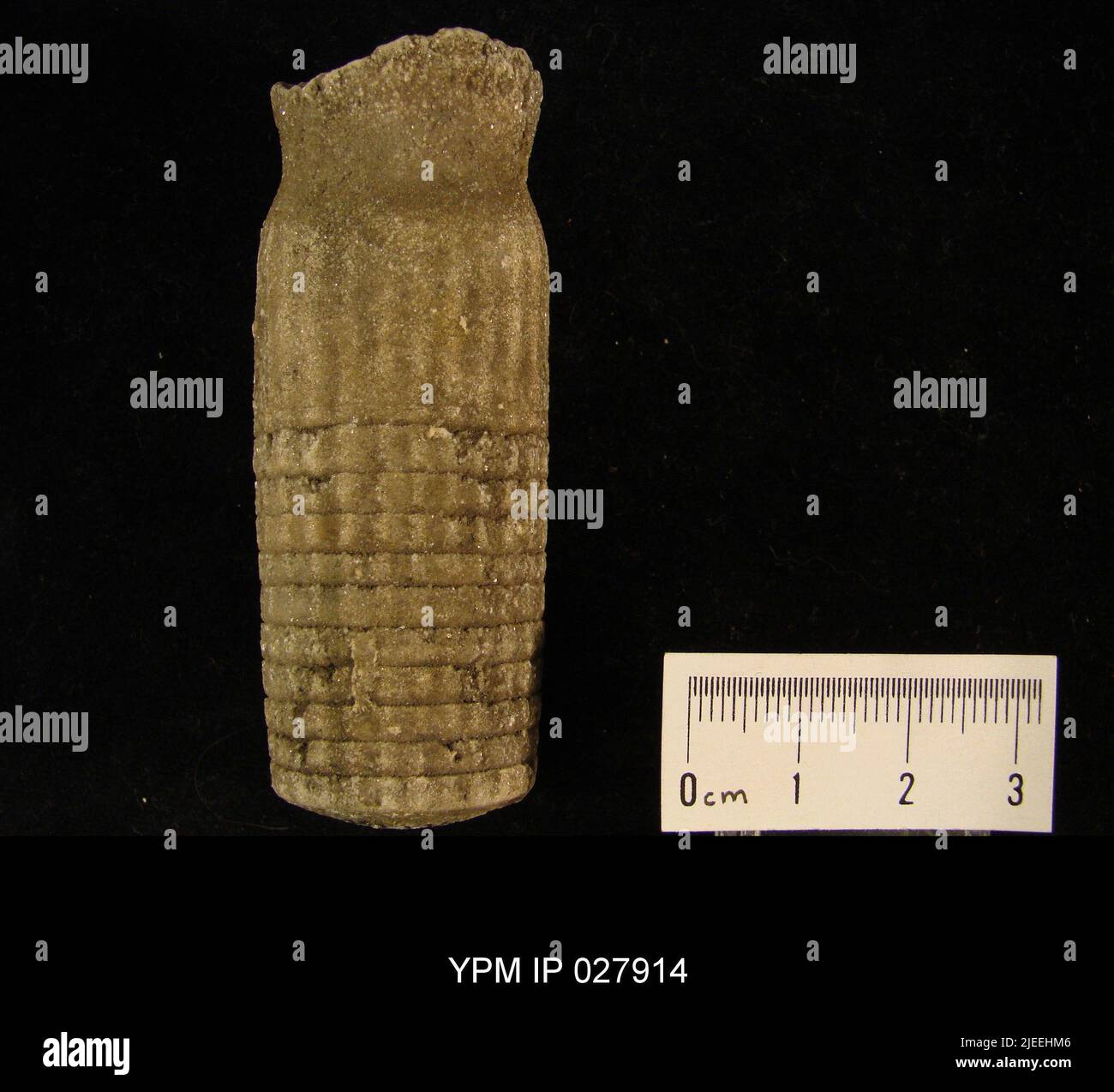 Kionoceras darwini HYPOTYPE Stock Photo - Alamy