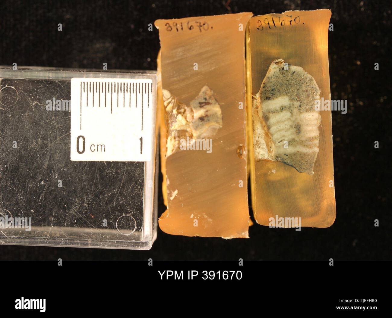 Scaphites whitfieldi Cobban Stock Photo - Alamy