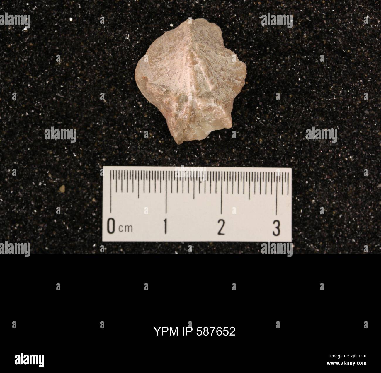 Atrypa marginalis dalman hi-res stock photography and images - Alamy