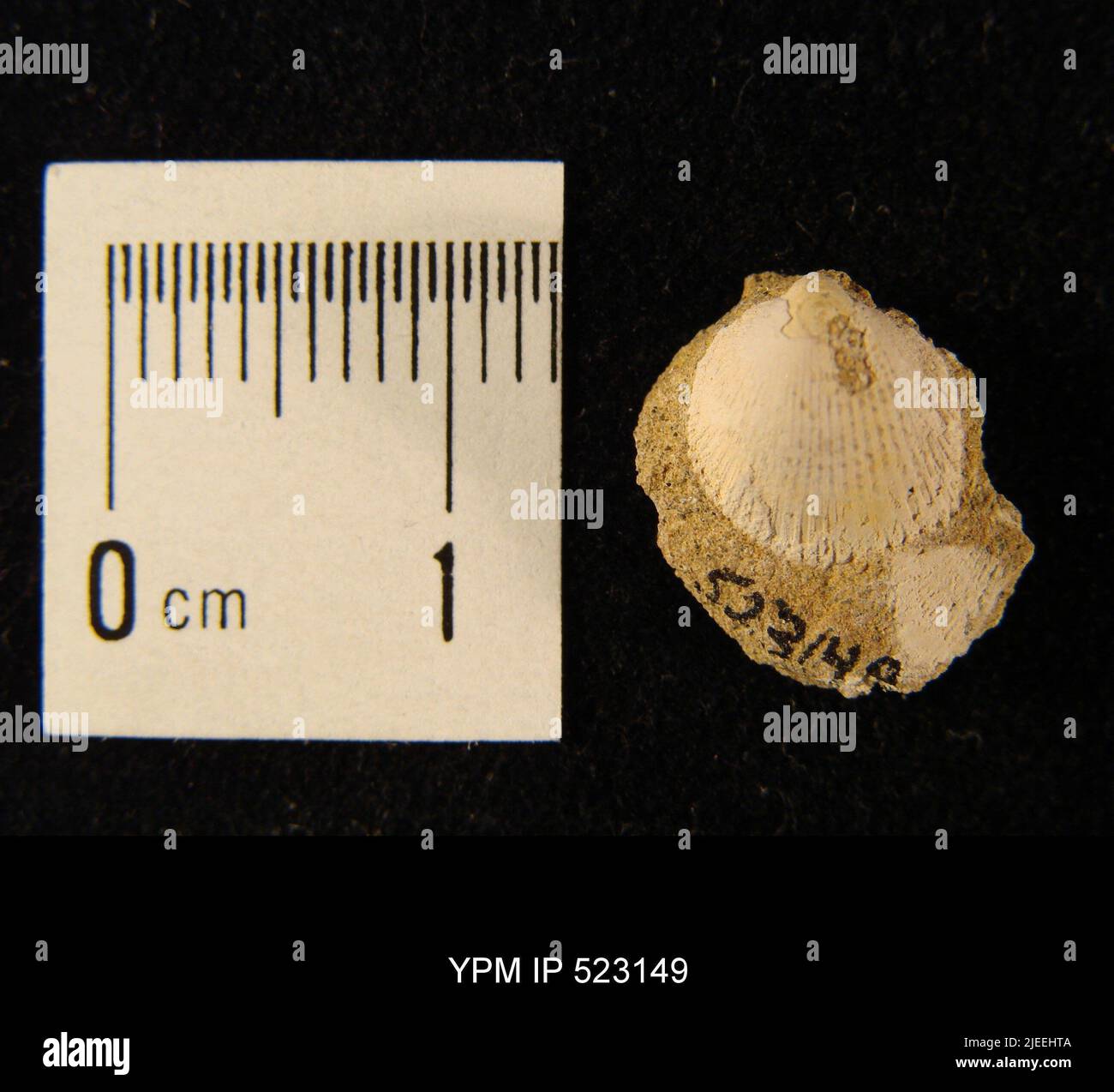 Cardium species hi-res stock photography and images - Alamy