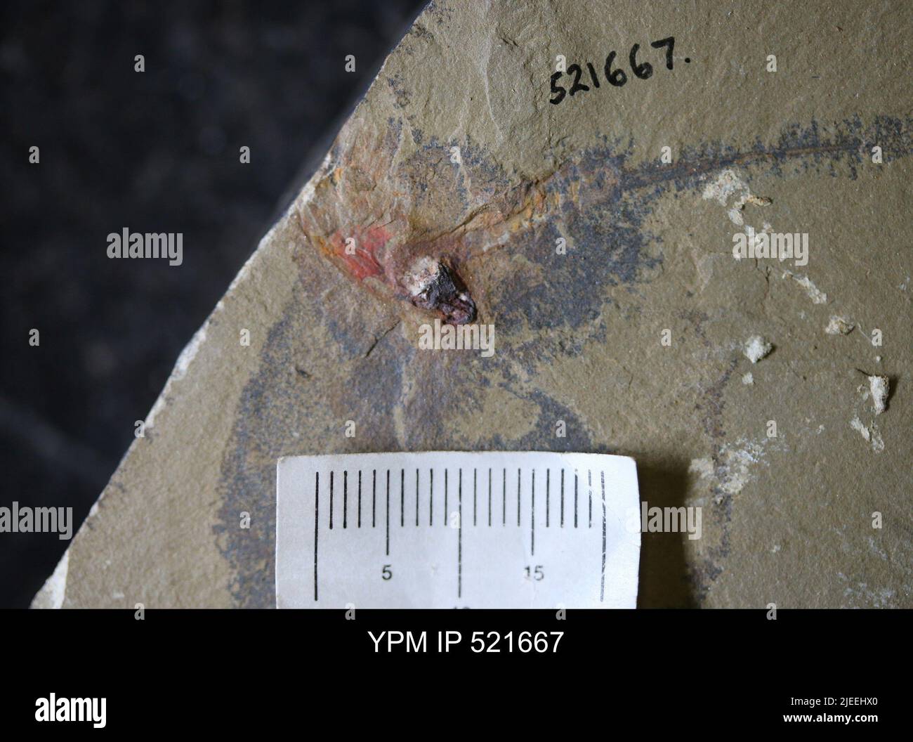 Xiphosurida hi-res stock photography and images - Alamy