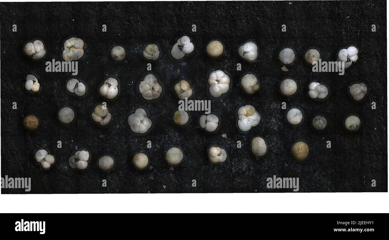 Sphaeroidinella dehiscens (Parker & Jones, 1865 Stock Photo - Alamy