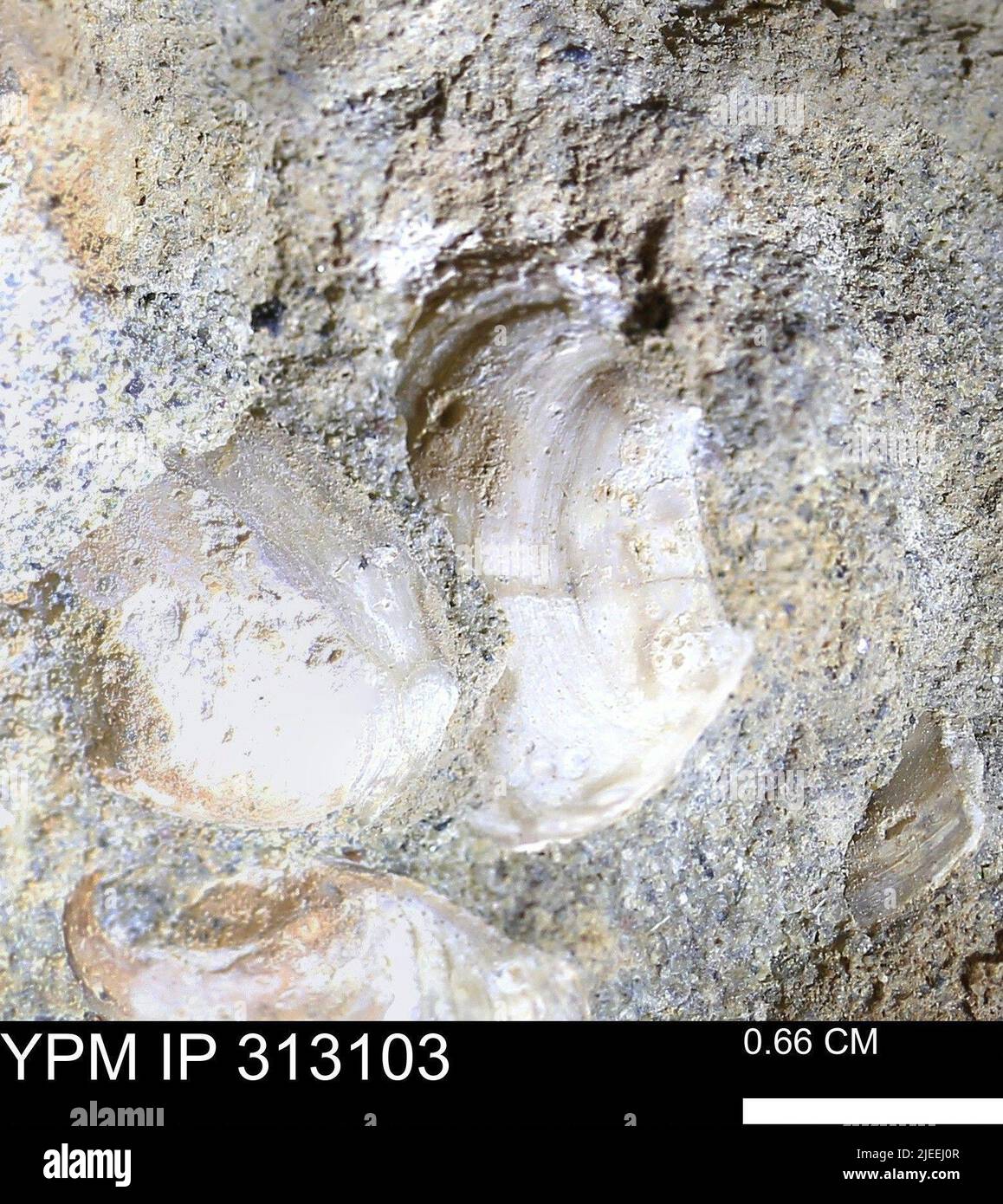 Corbicula sp hi-res stock photography and images - Alamy