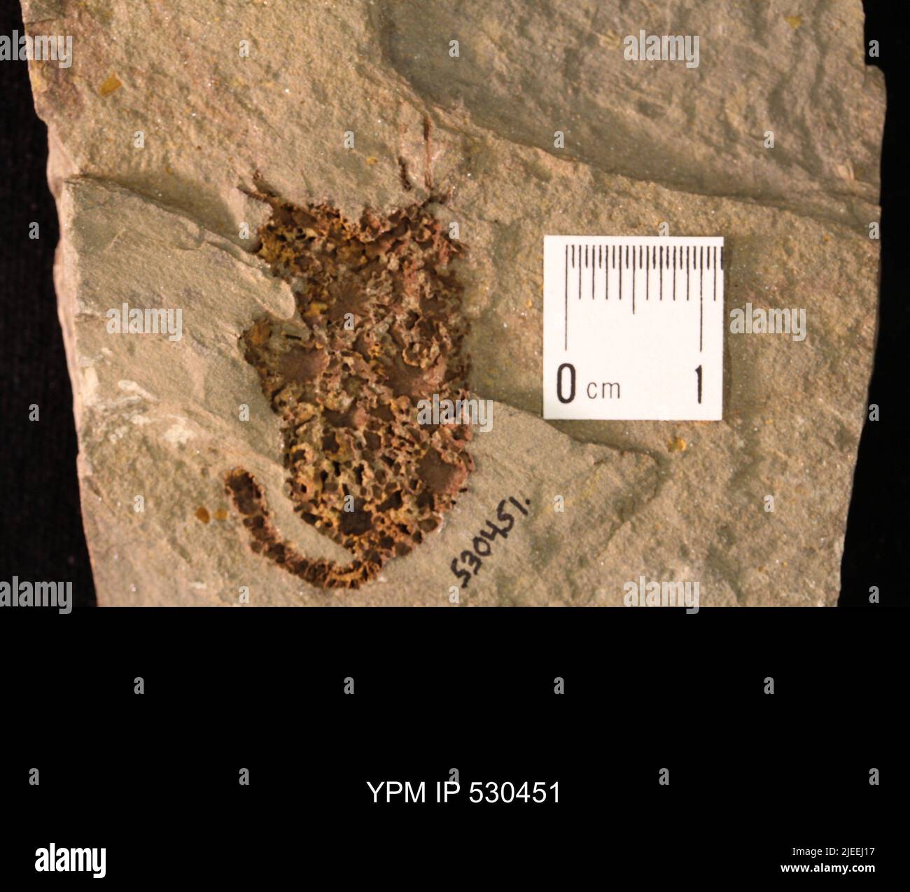 Gogia palmeri Sprinkle, 1973 Stock Photo - Alamy