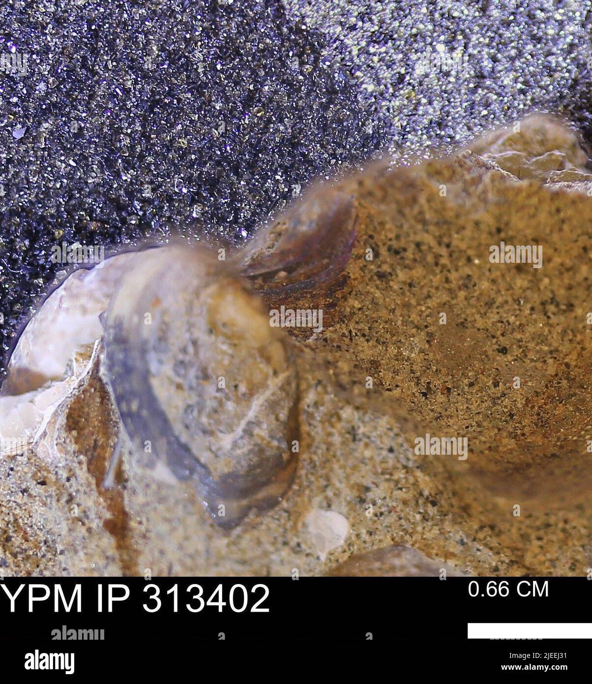 Corbicula sp animalia hi-res stock photography and images - Alamy