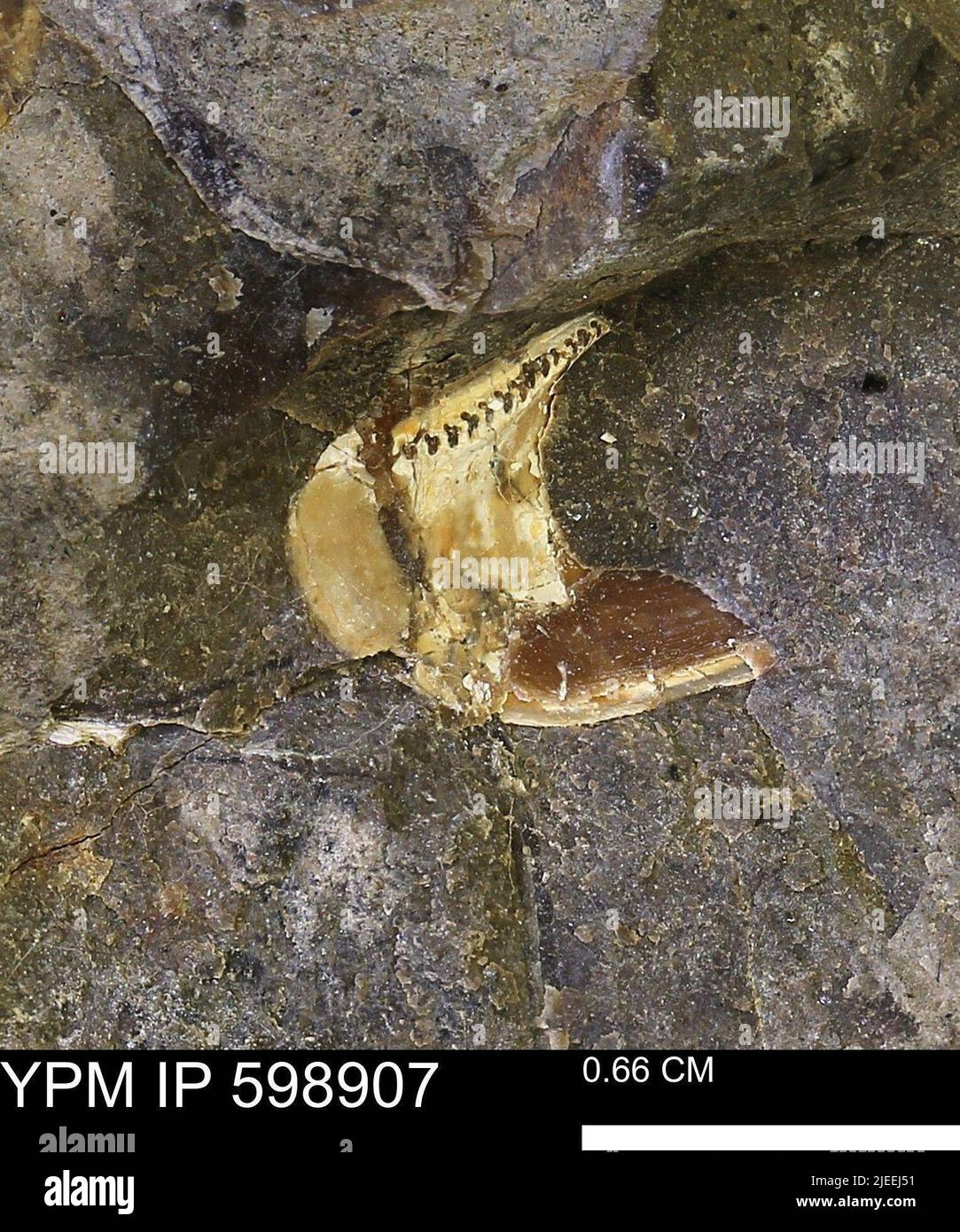 Nuculanidae animalia hi-res stock photography and images - Alamy