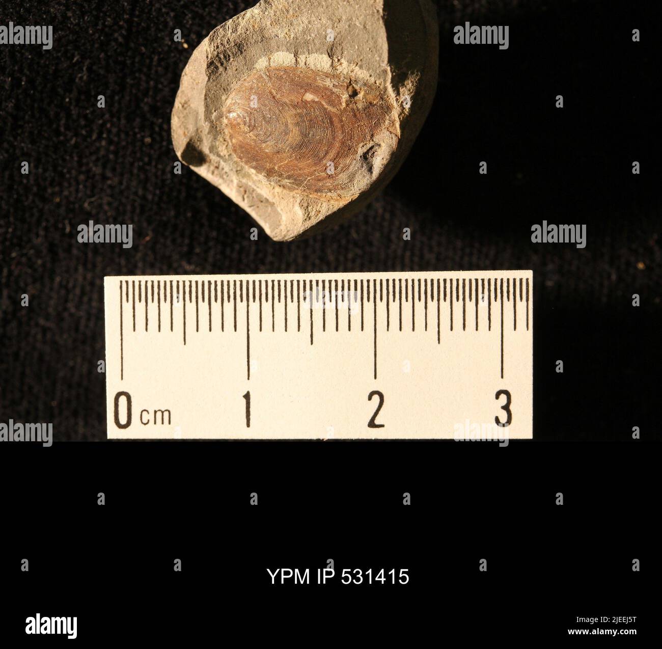 Lingula brachiopod hi-res stock photography and images - Alamy