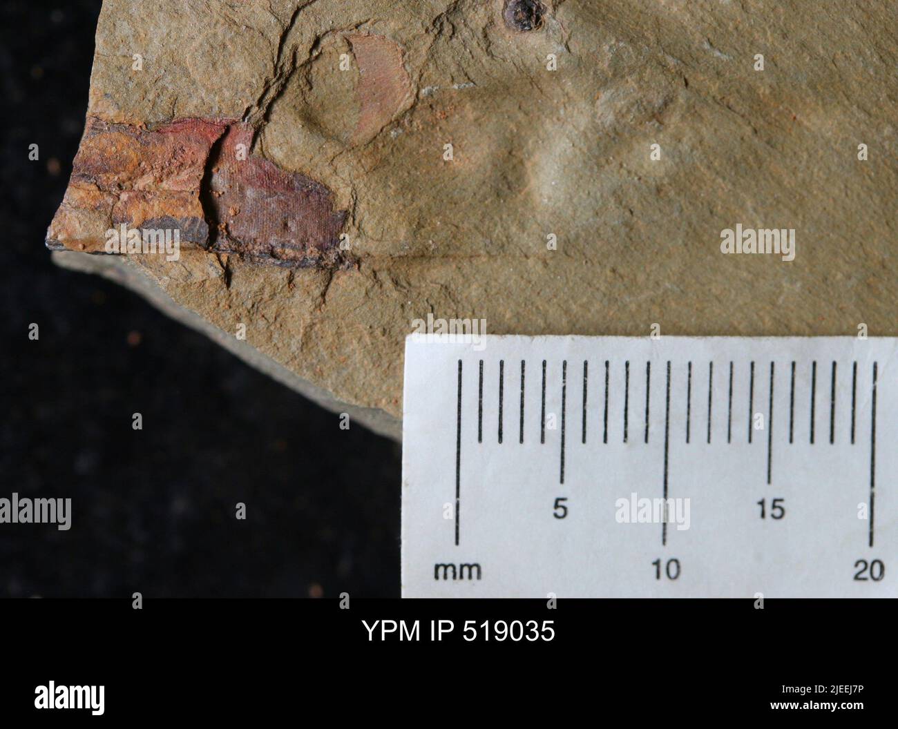 Cnidarian prehistoric hi-res stock photography and images - Alamy