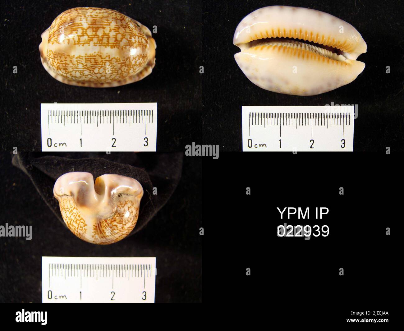 Cypraea sp hi-res stock photography and images - Alamy