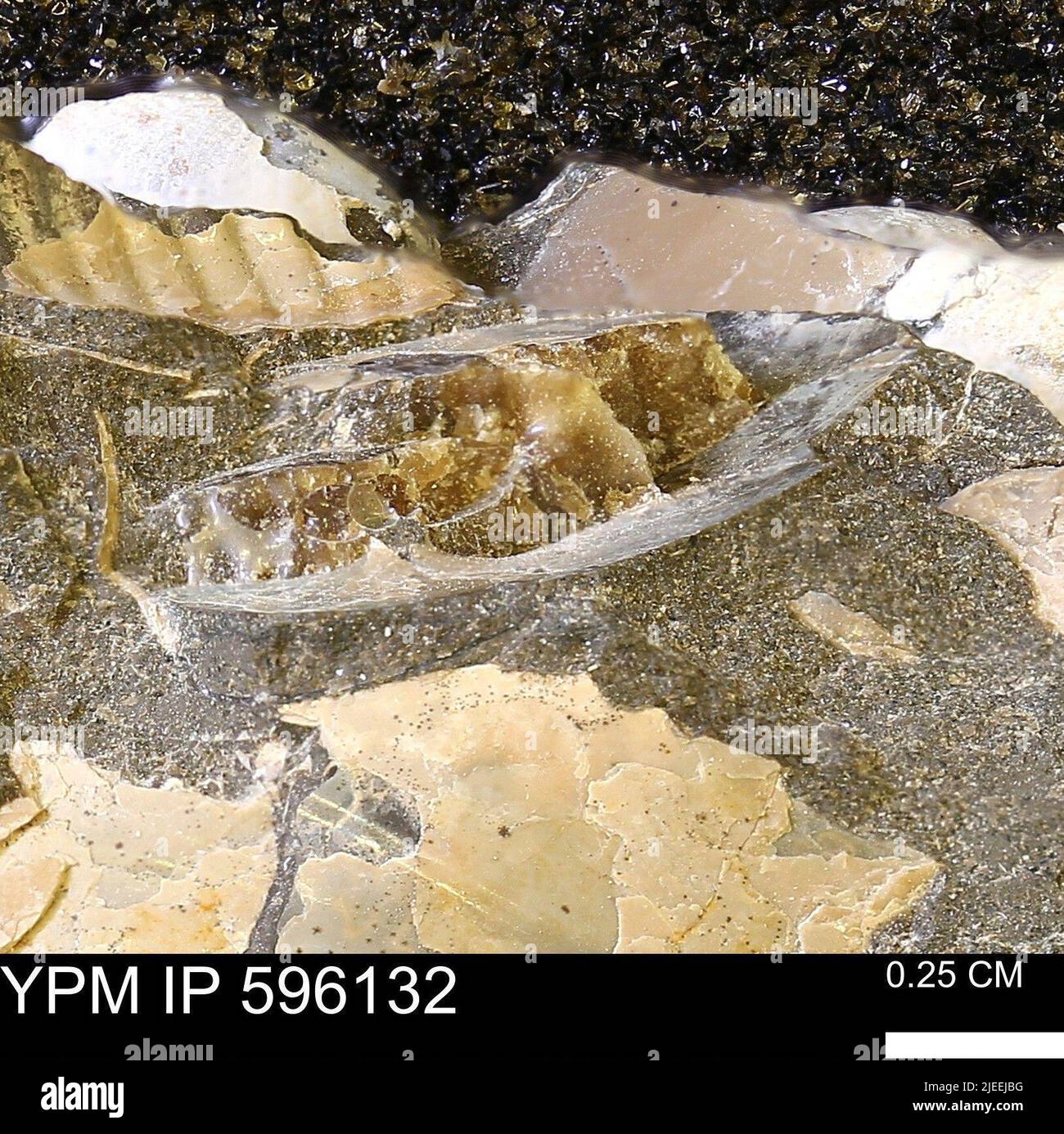 Sphenodiscus hi-res stock photography and images - Alamy