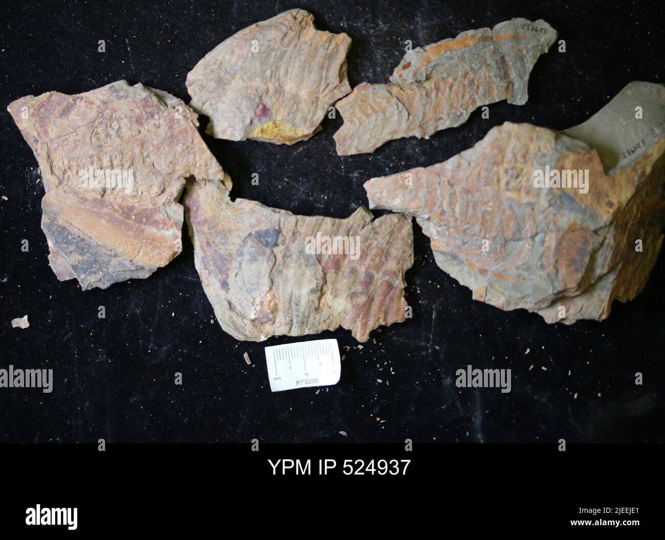 Asaphidae hi-res stock photography and images - Alamy