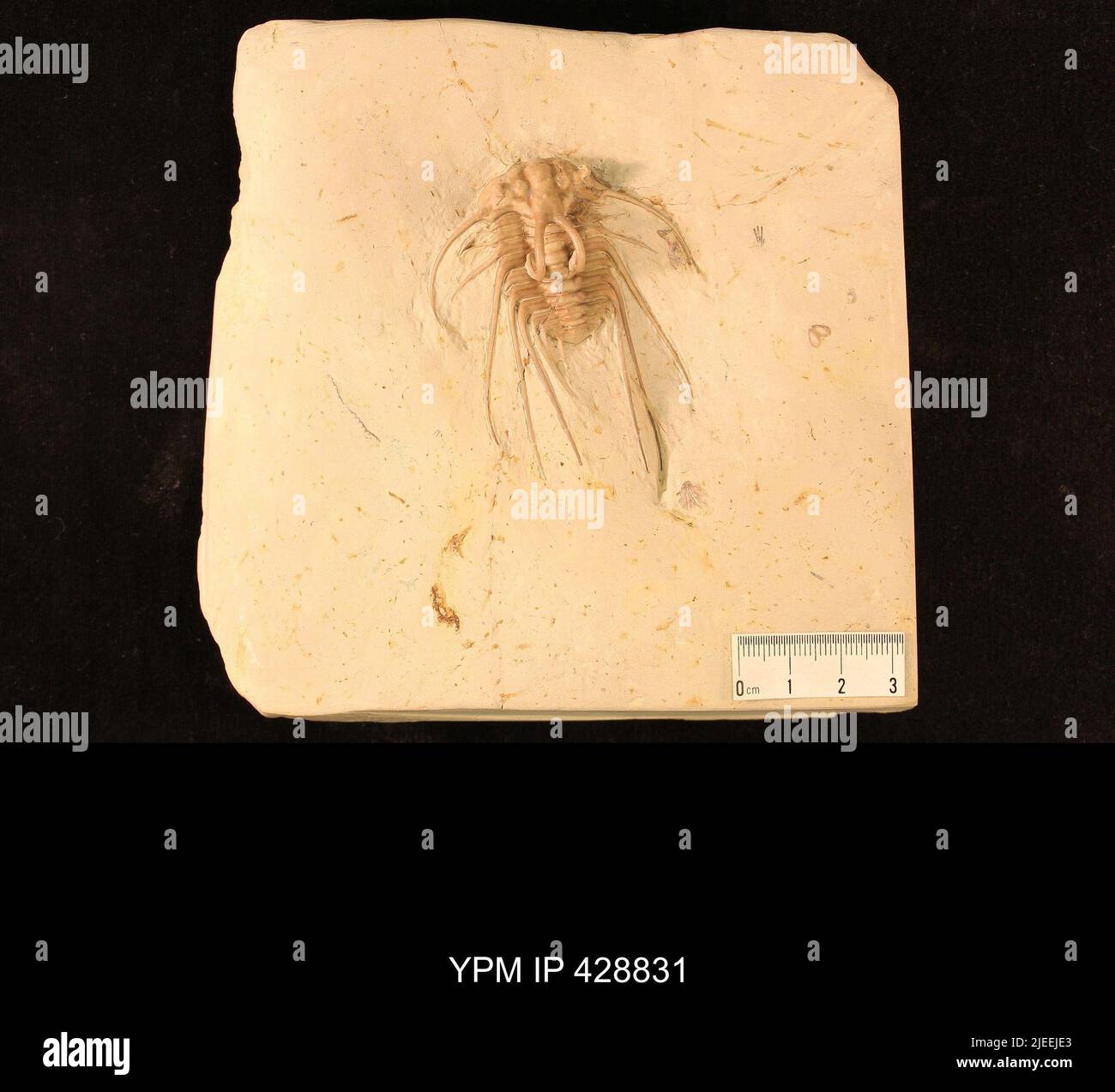 Dicranurus hamatus hall animalia hi-res stock photography and images ...