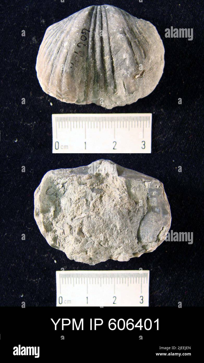 Platystrophia lynx (von Eichwald Stock Photo - Alamy