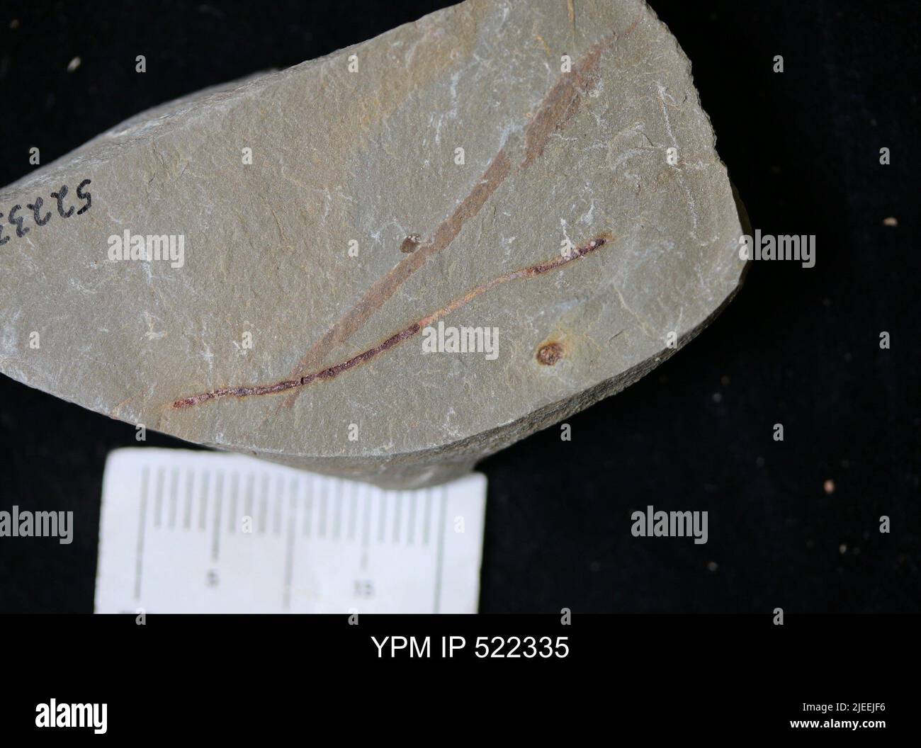 Graptolithina hi-res stock photography and images - Alamy