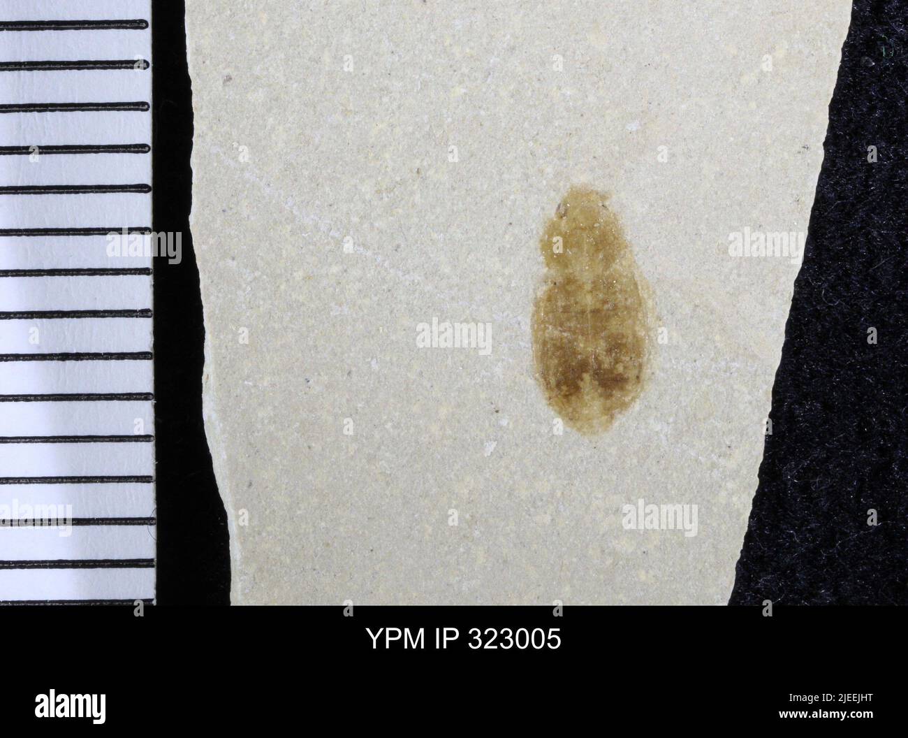 Bruchus anilis scudder hi-res stock photography and images - Alamy