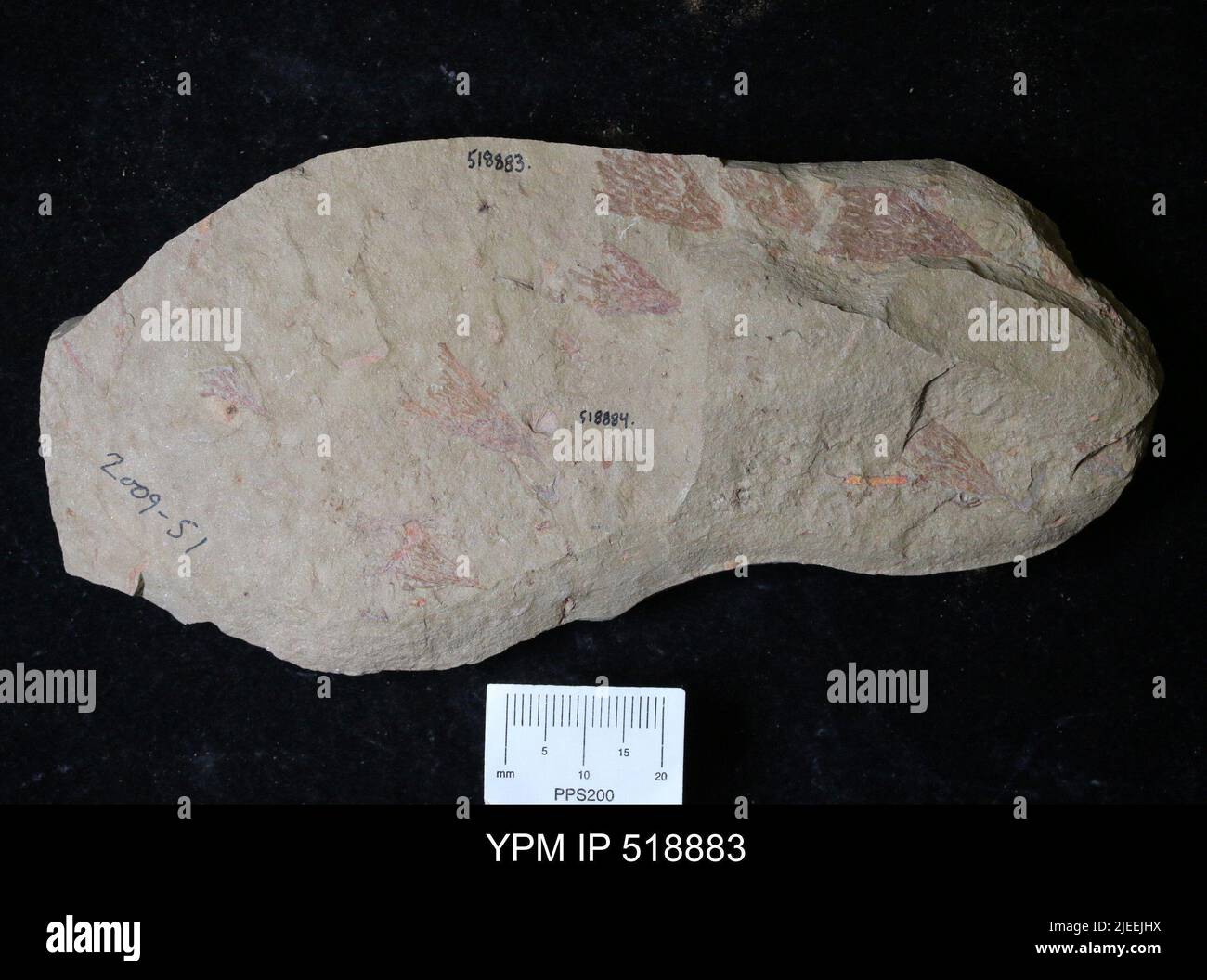 Dendroidea hi-res stock photography and images - Alamy