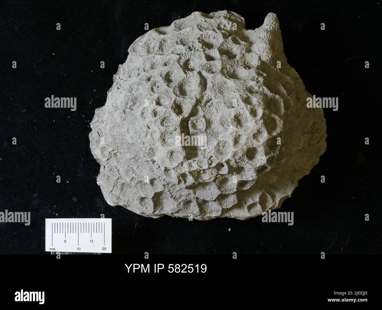 Hexagonaria sp animalia hi-res stock photography and images - Alamy