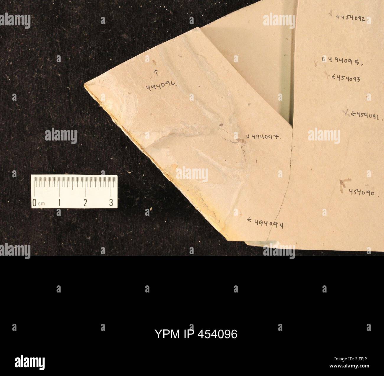 Undet blattaria hi-res stock photography and images - Alamy