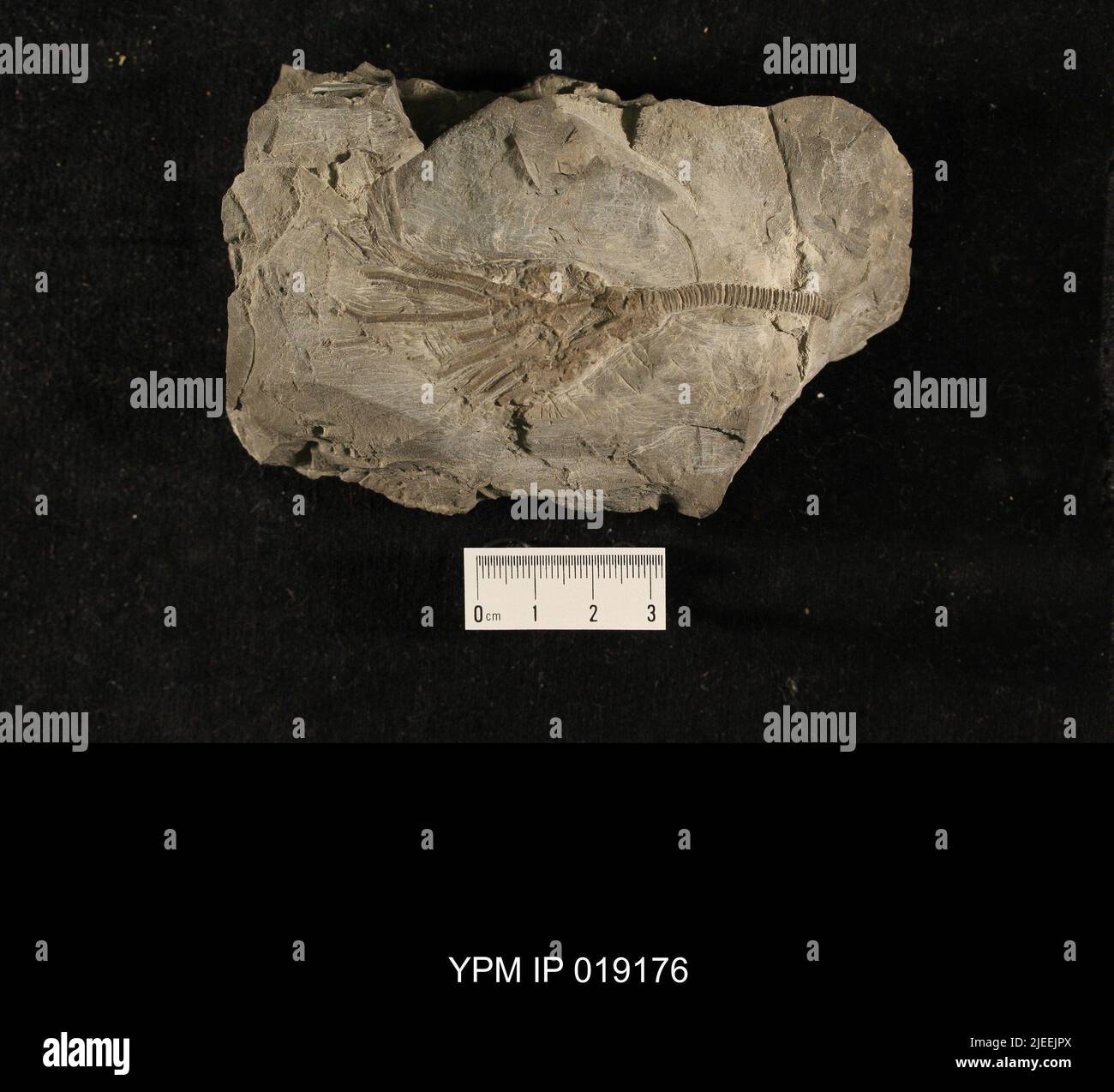 Glyptocrinus sp animalia hi-res stock photography and images - Alamy