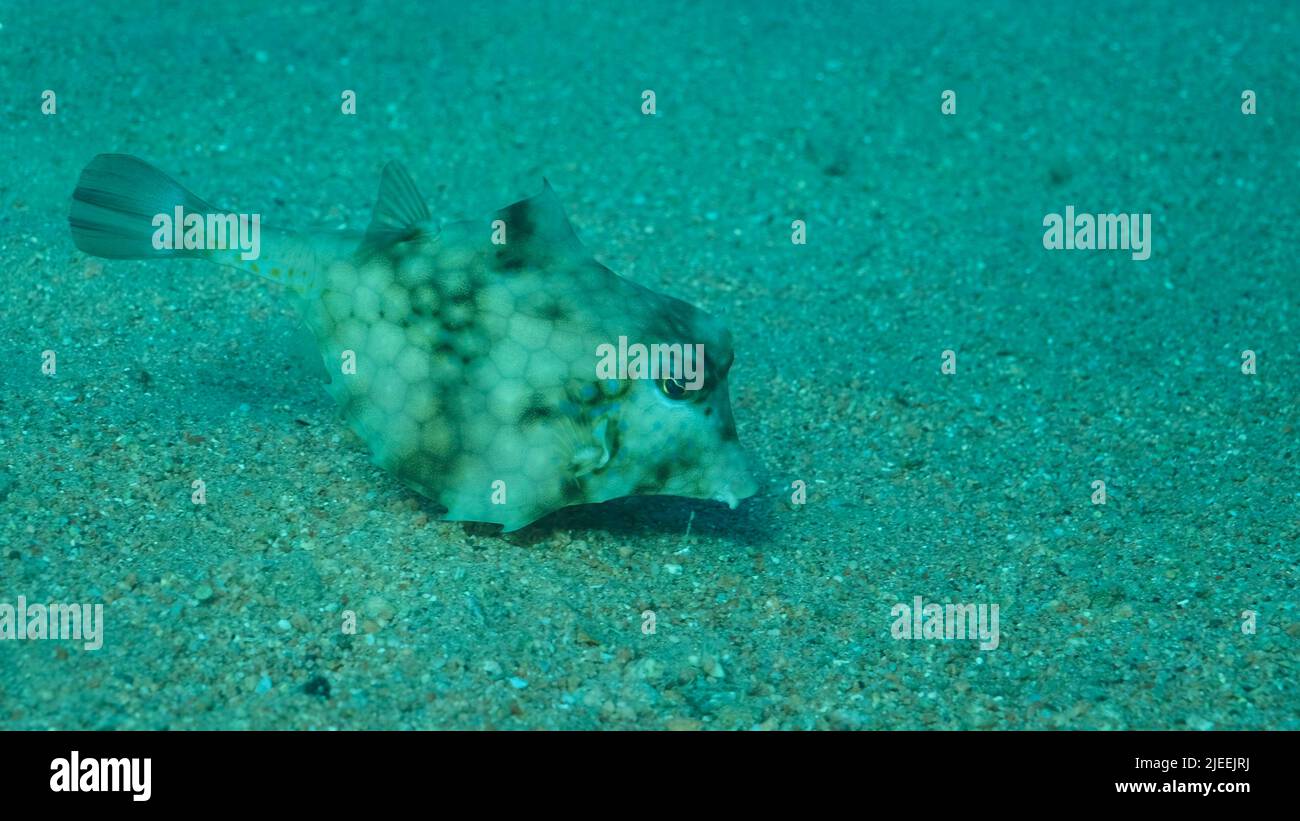 Red Sea, Egypt. 26th June, 2022. Close-up of Boxfish swims over sandy ...