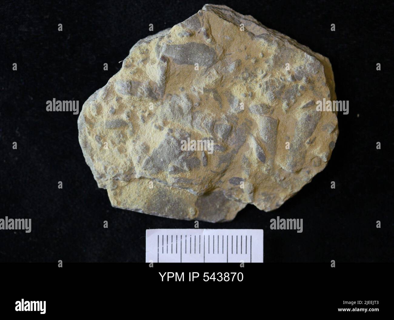 Paleontological behavior hi-res stock photography and images - Alamy