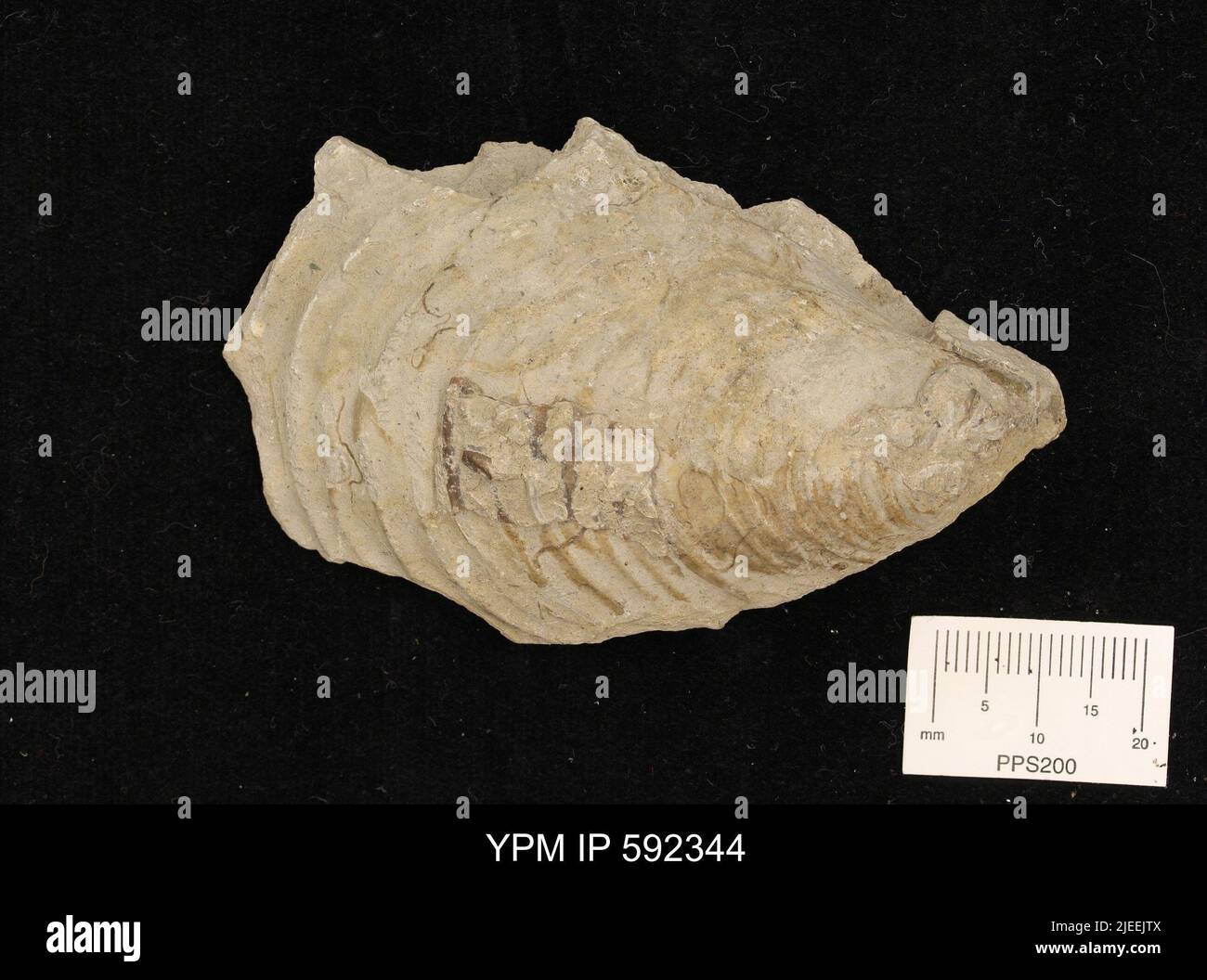 Inoceramus comancheanus cragin hi-res stock photography and images - Alamy