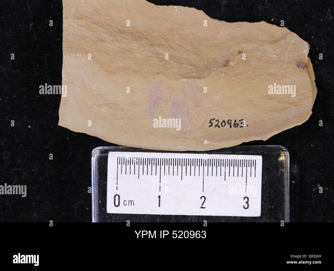 Pirania sp animalia hi-res stock photography and images - Alamy