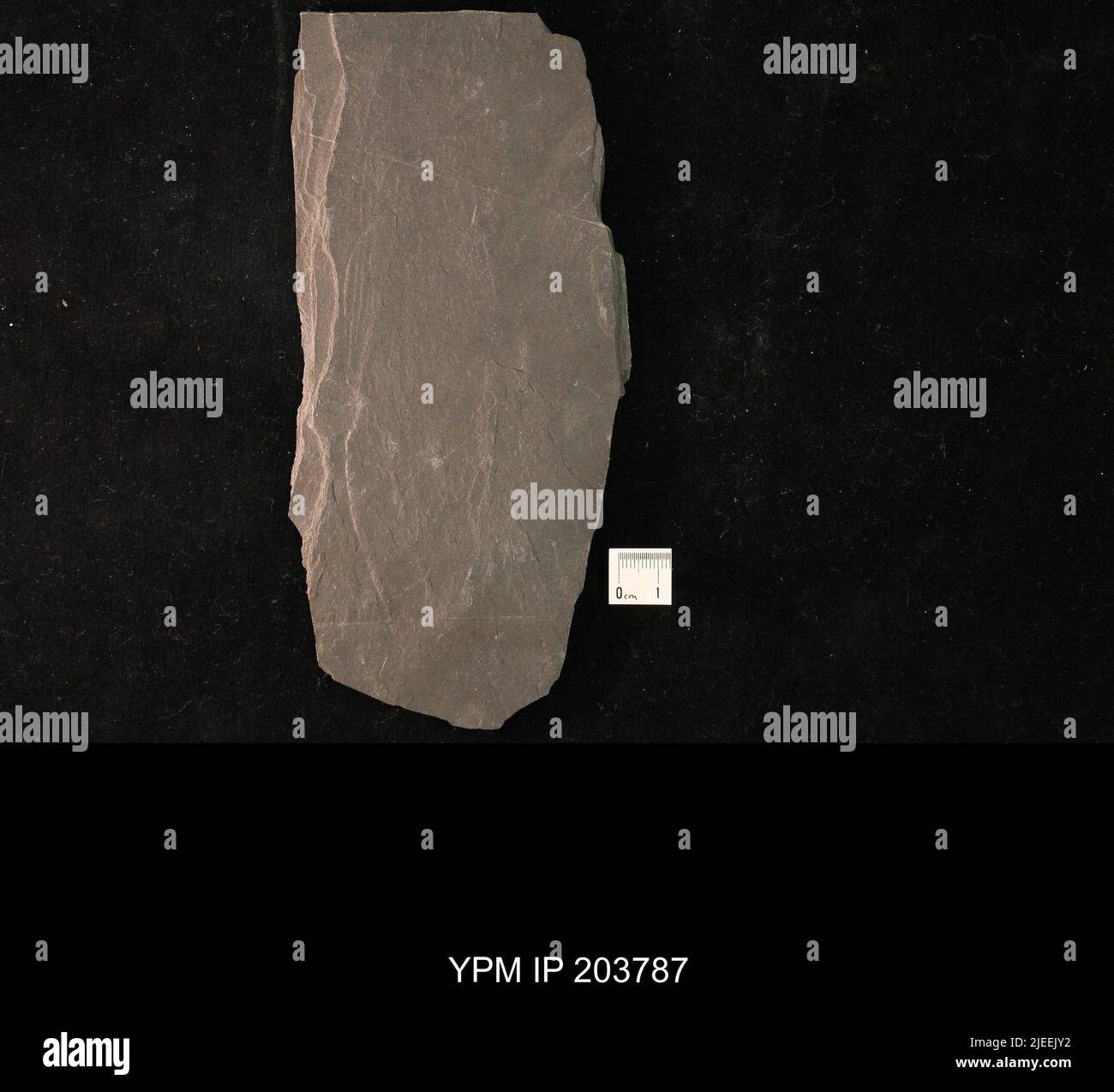 Calycanthocrinus decadactylus Follmann Stock Photo - Alamy