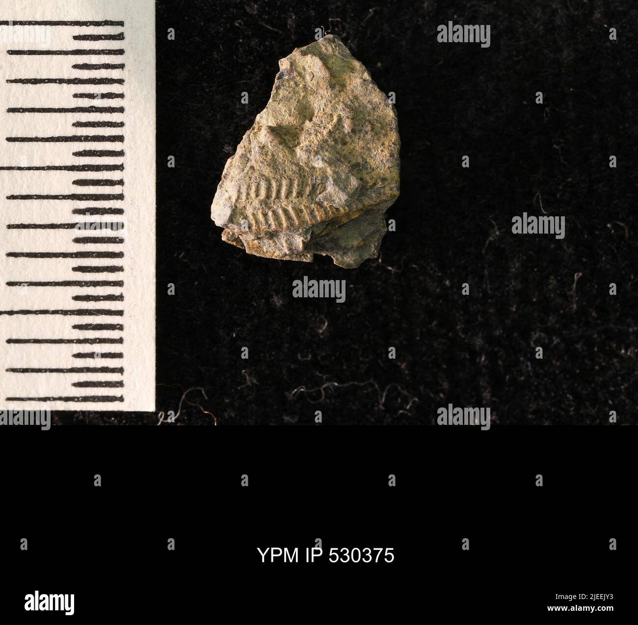 Pentremites hi-res stock photography and images - Alamy