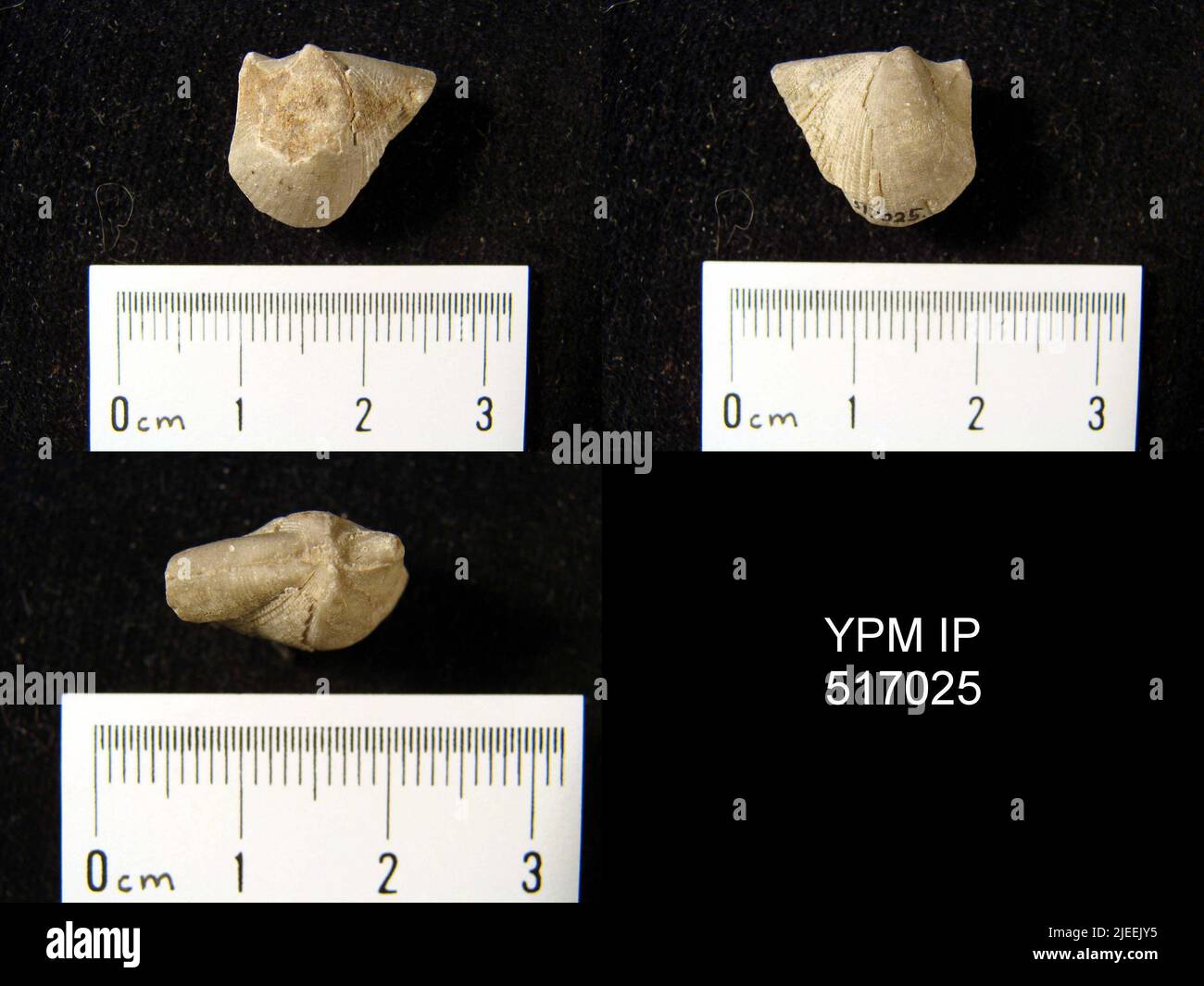 Conocardium armatum (Phillips, 1836 Stock Photo - Alamy