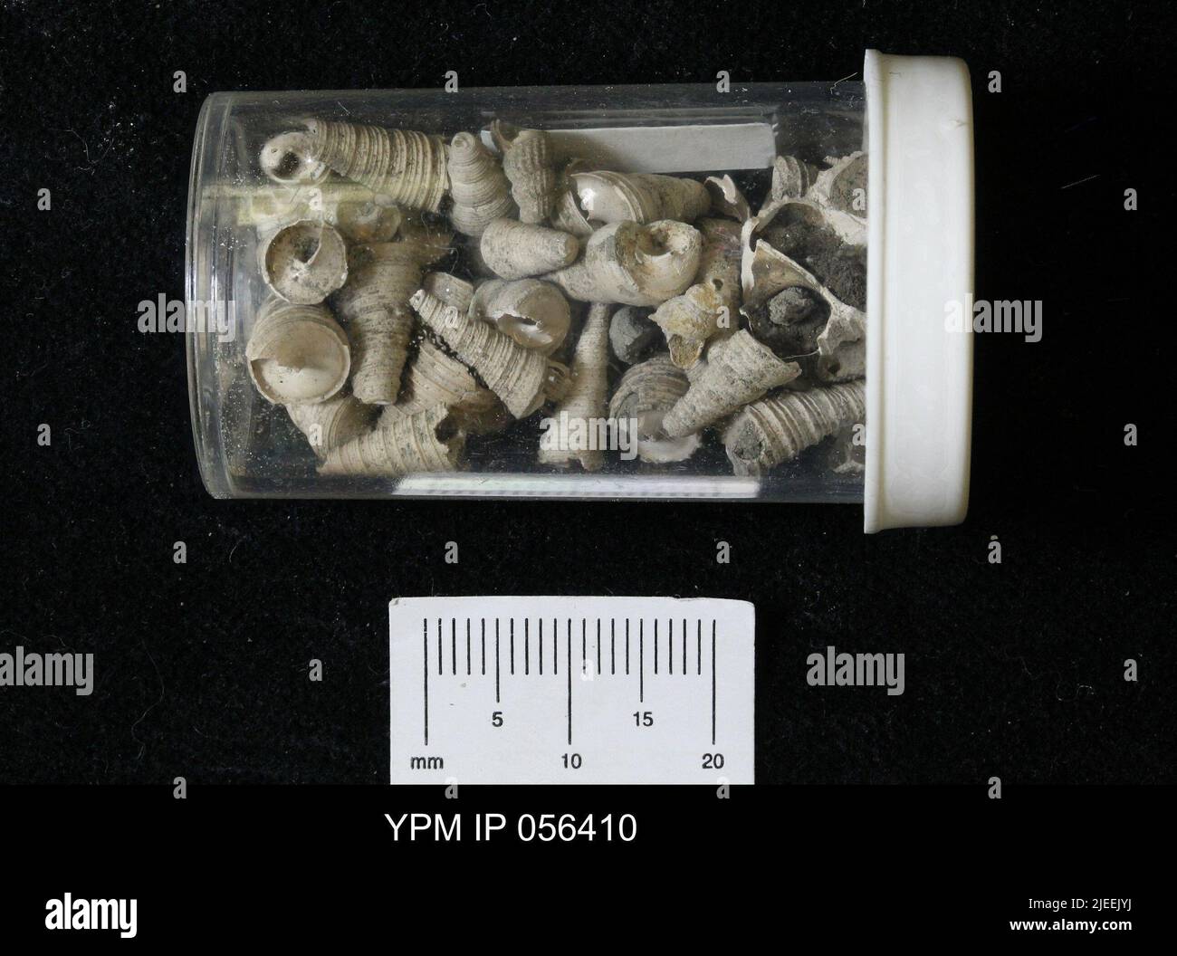 Turritella sp animalia hi-res stock photography and images - Alamy