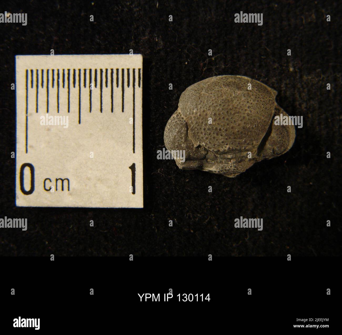 Eldredgeops rana (Green Stock Photo - Alamy