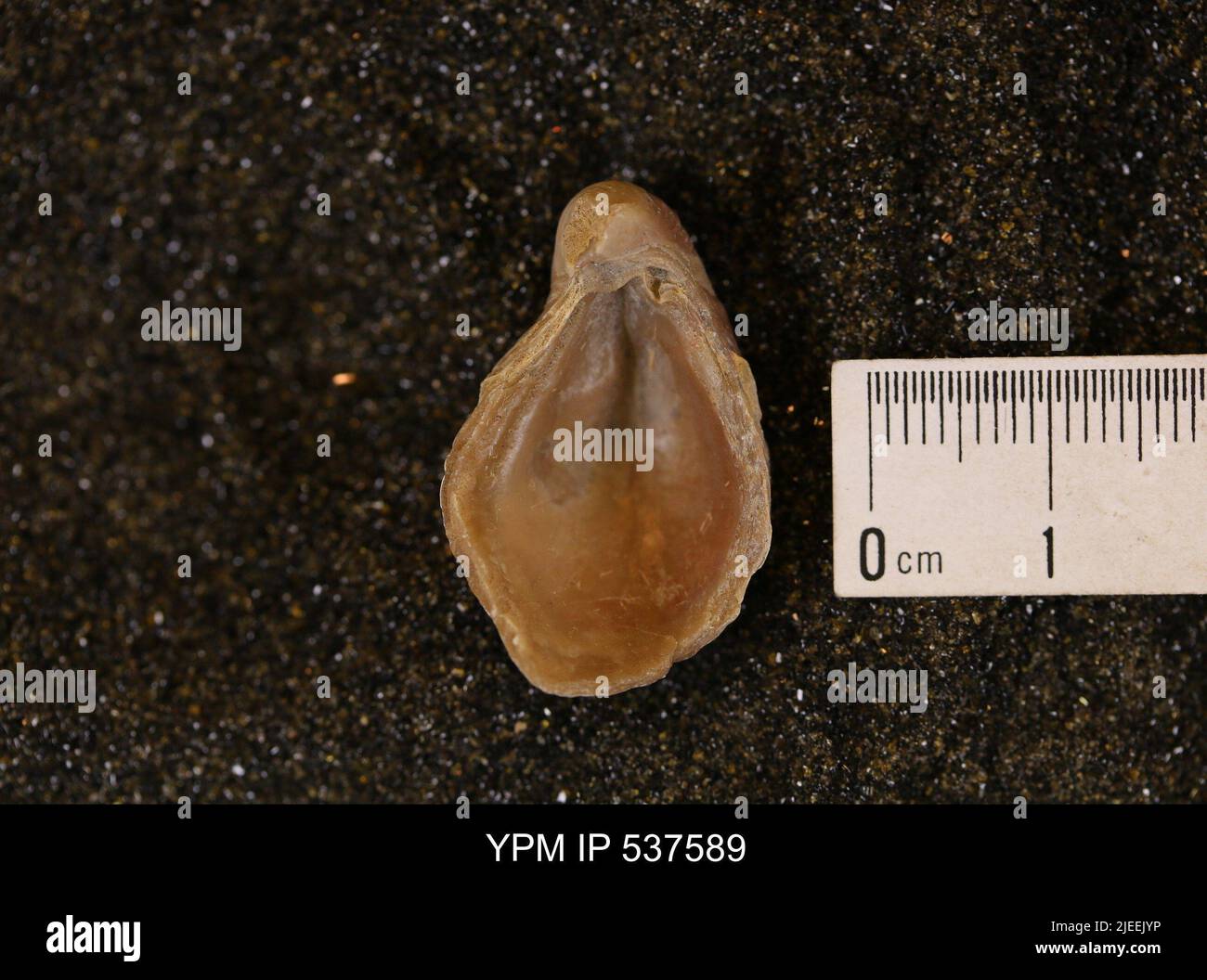 Gryphaea mucronata gabb animalia hi-res stock photography and images ...